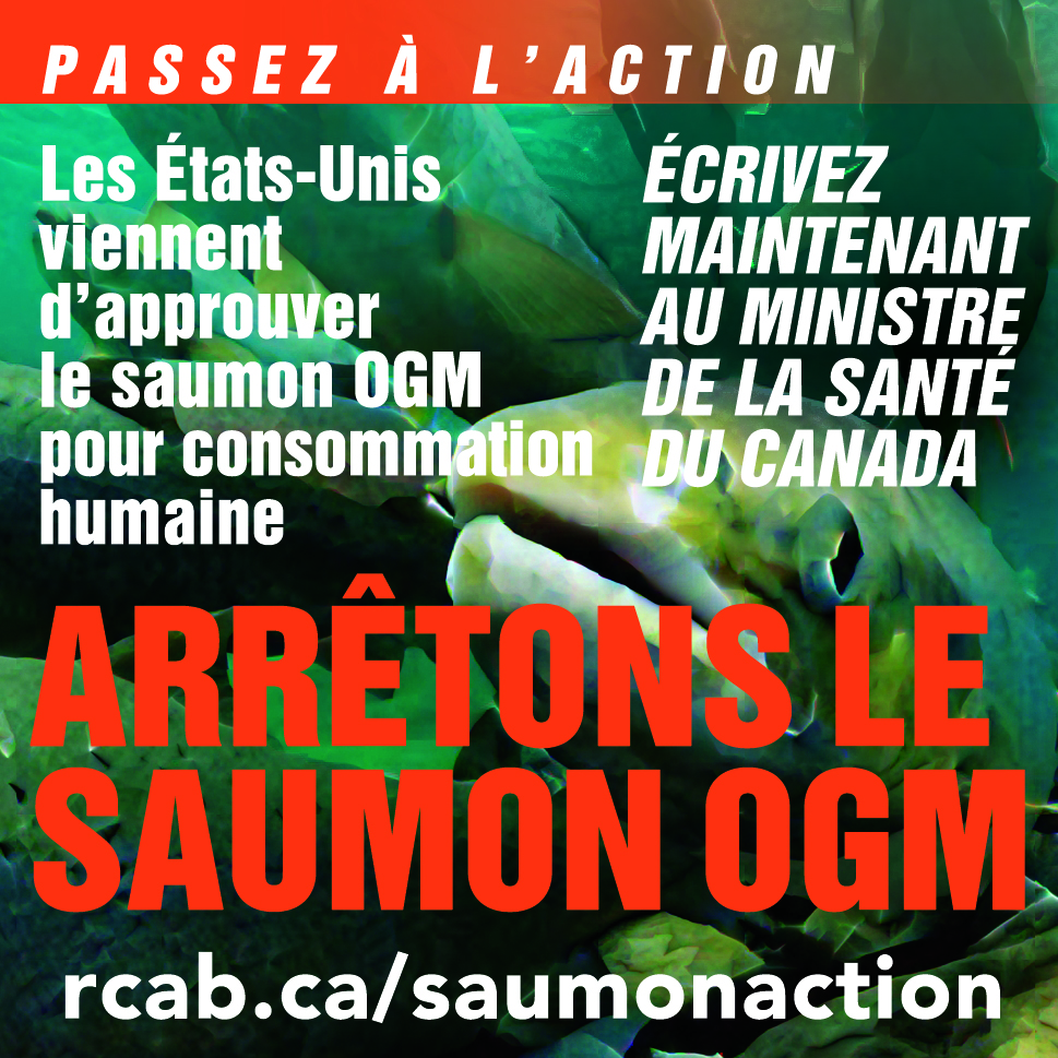 Le premier animal OGM au monde accepté pour la consommation humaine ...