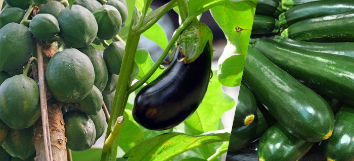 Papaye - Aubergine - Courgette | Vigilance OGM