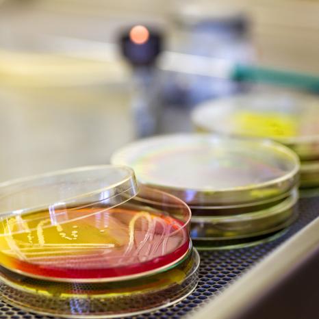 Qu'est ce qu'un OGM ? | Vigilance OGM